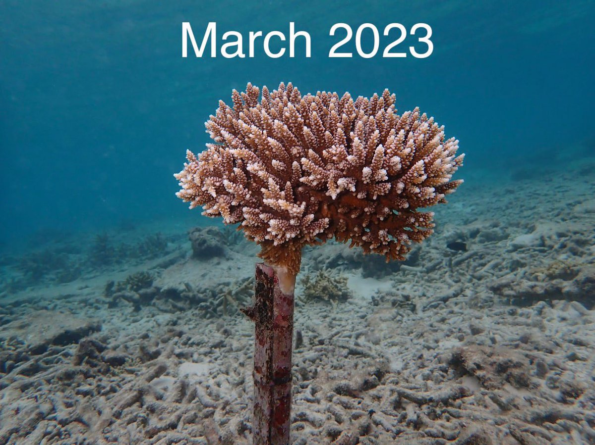 Coral spawning From A Half Dead Reef to A New Hope. Credit Picture ...