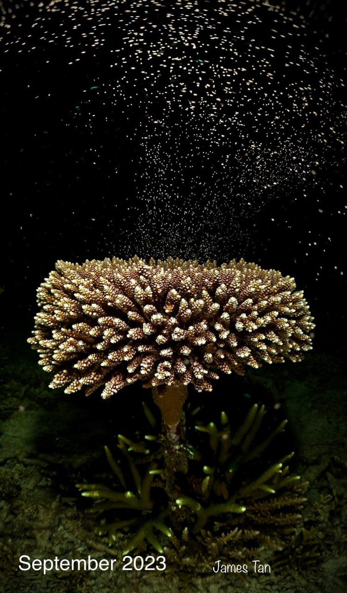 Coral spawning From A Half Dead Reef to A New Hope. Credit Picture ...