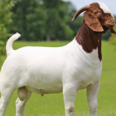 Boer Meat Goats