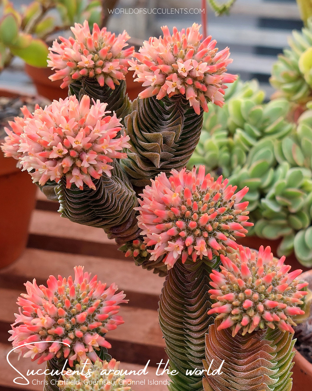 Crassula Buddha Temple Superior Quality | brunofuga.adv.br Crassula Buddha Temple Superior Quality | brunofuga.adv.br