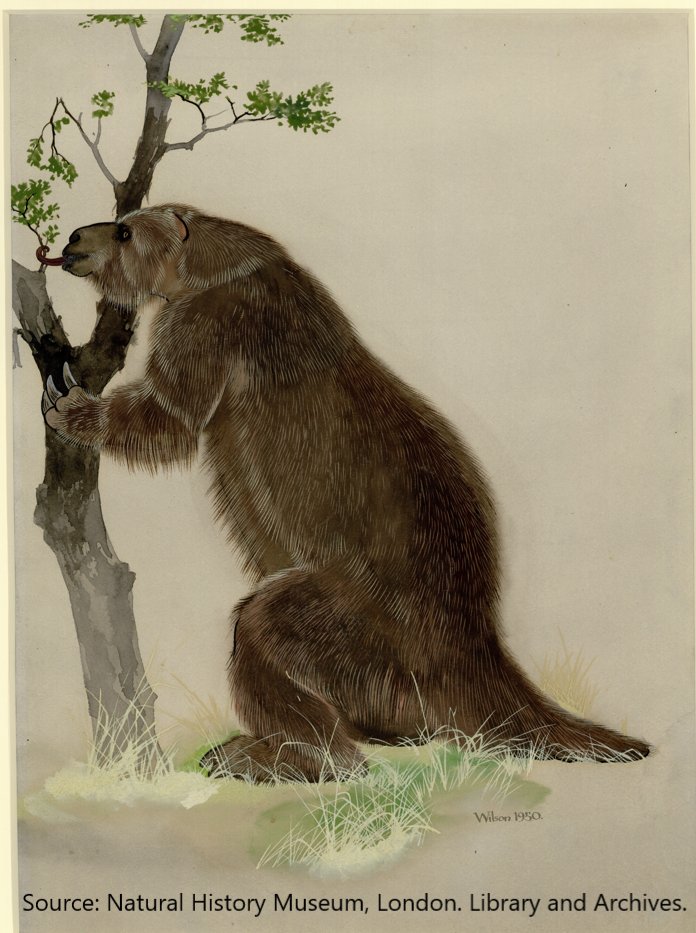 Megatherium Size