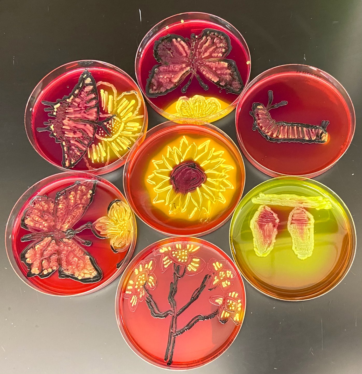 Emb Agar Art Agar Art Kit | STEAM | EDVOTEK