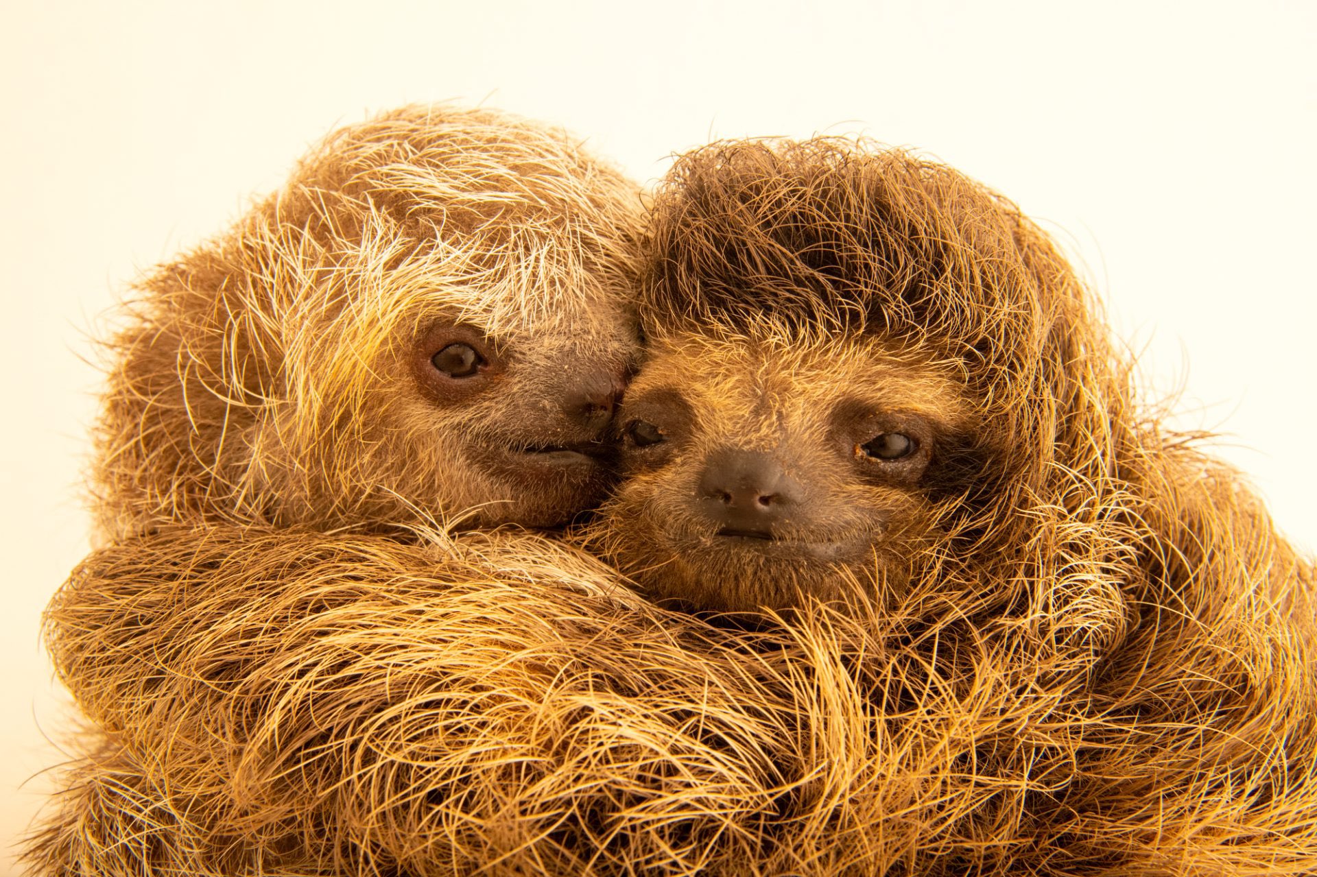Baby Sloth Hug
