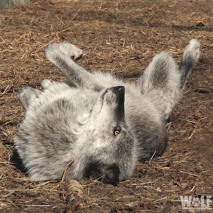 Wolf Rolling