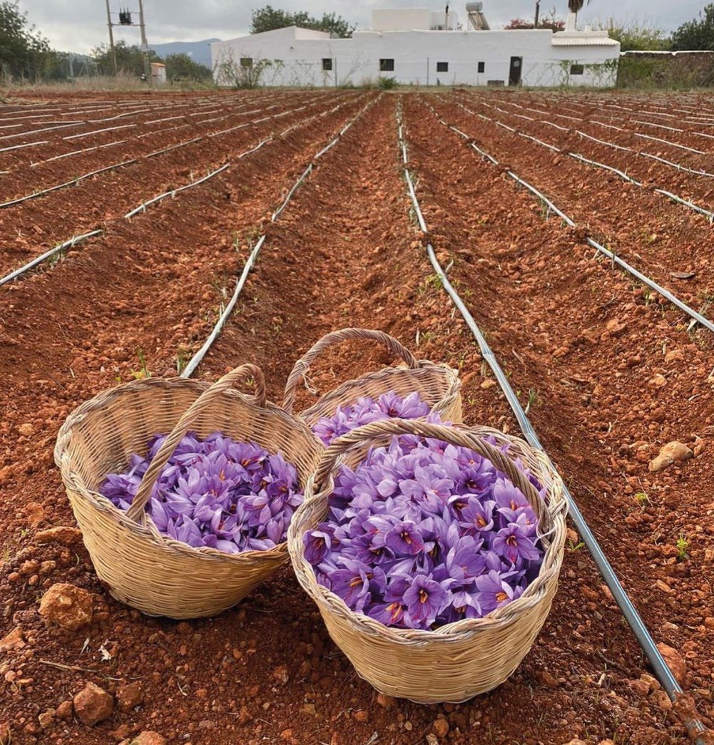 Saffron harvest season in Spain 🇪🇸 Saffron varieties of the world ...
