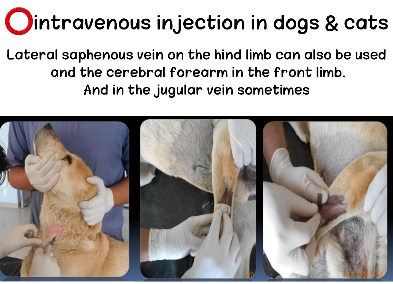 Intravenous Injection Dog Vet Use Automatic Syringe Pump Single