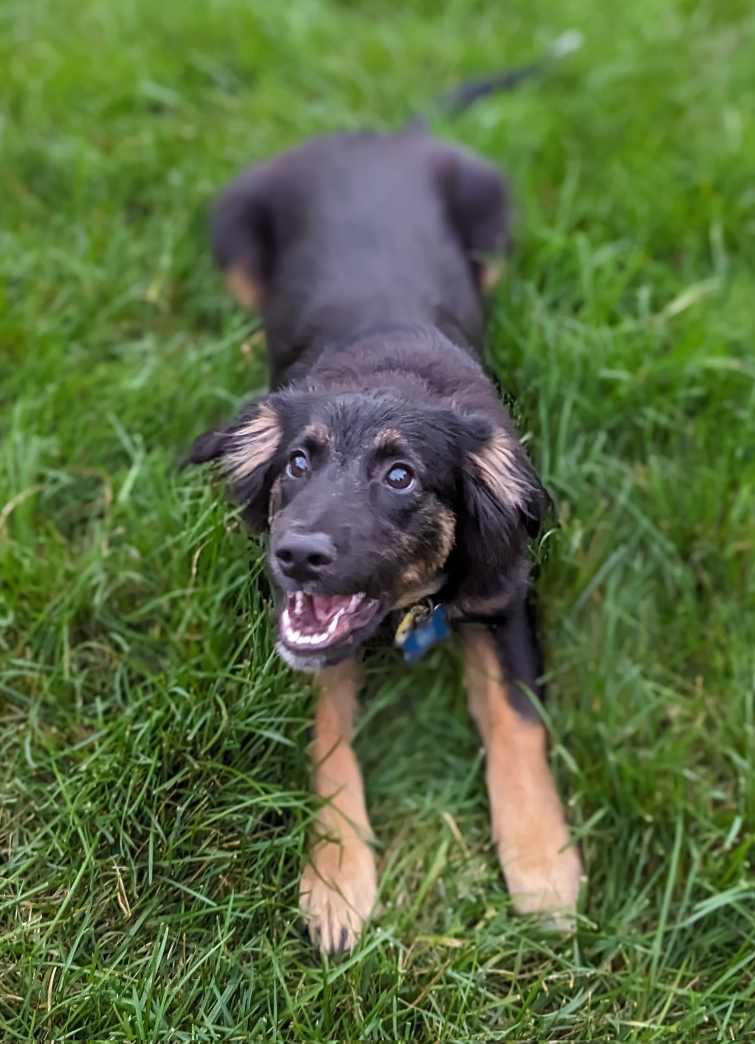 Cocker Spaniel German Shepherd Mix