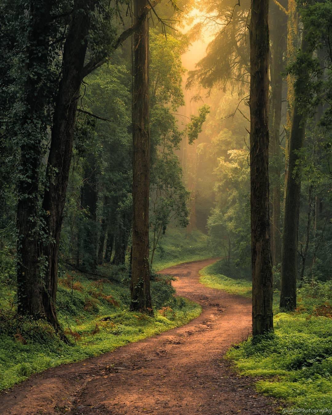 Beautiful Forest Path Wallpaper