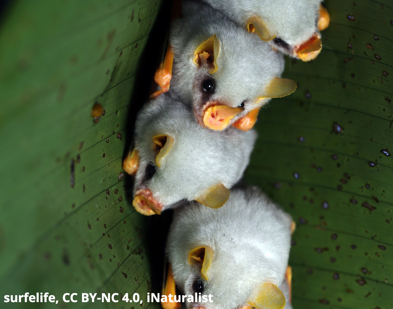 Honduran White Bat Baby