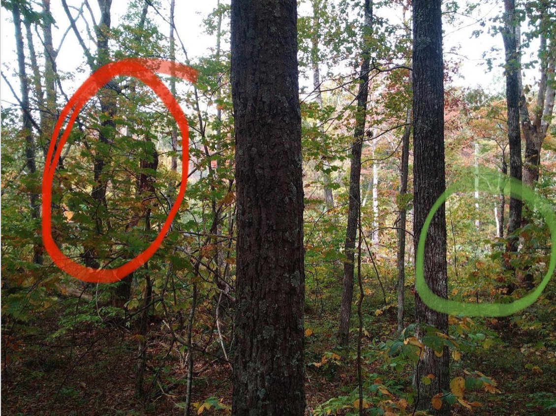 Sightings Of The Rake