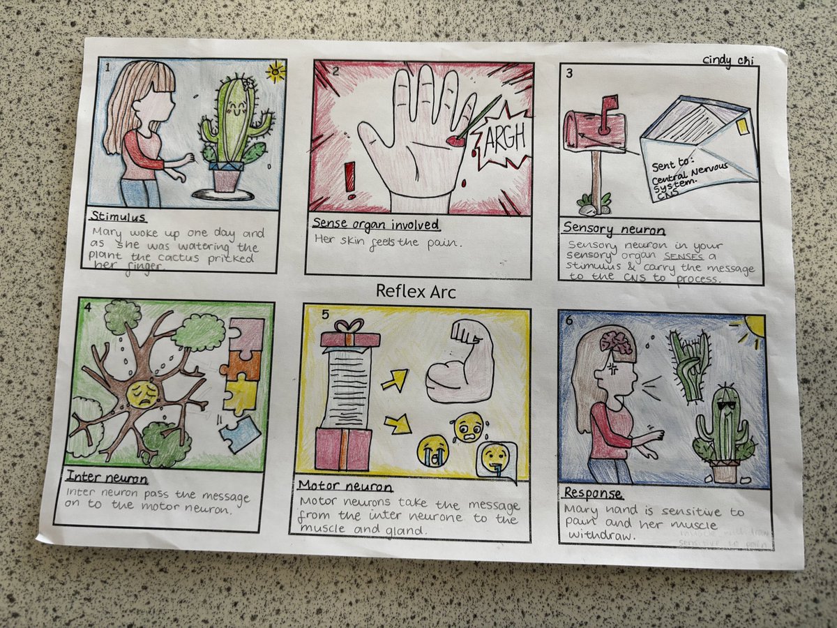 Photosynthesis Comic Strip Assignment