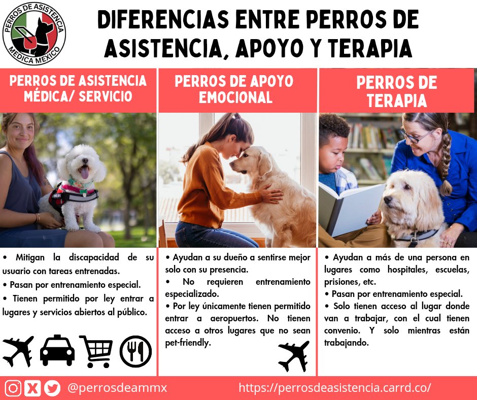Cuál Es La Diferencia Entre Un Perro De Terapia Y Un Perro De Apoyo ...