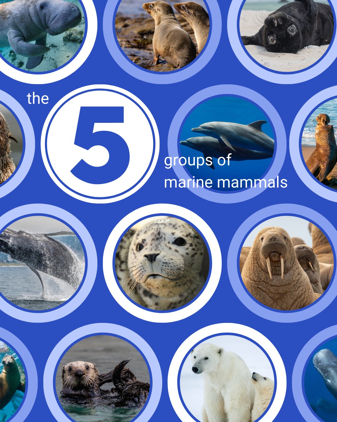 Manatees Classification