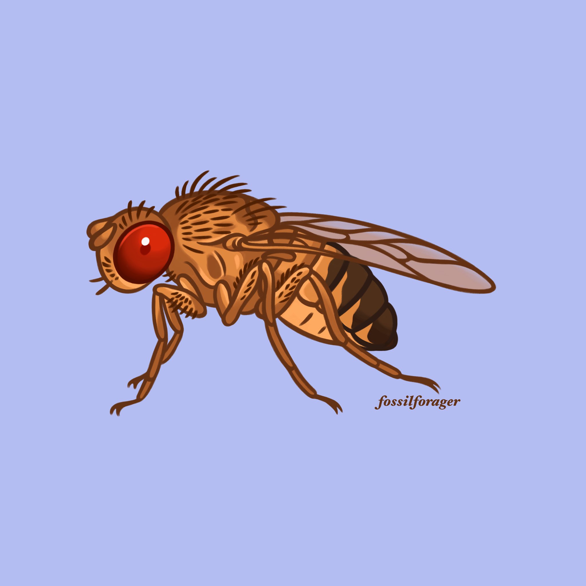 Fruit Fly Cartoon Winner