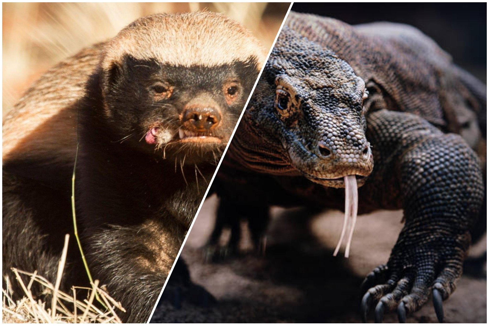 Honey Badger Vs Komodo Dragon Fight Comparison Who Will Thrilling
