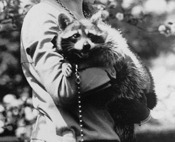 Calvin Coolidge Raccoon