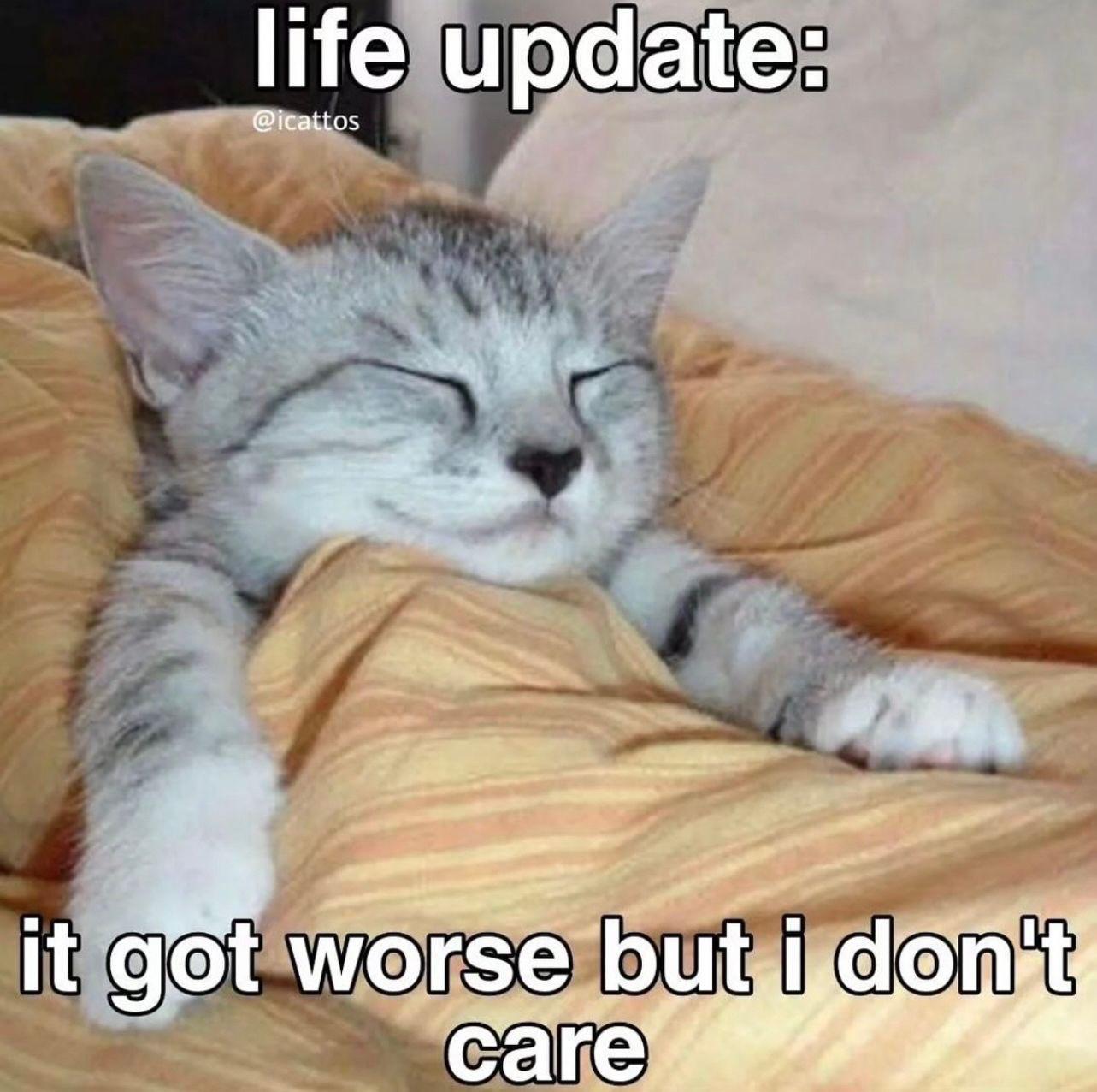 Feel Better Cat Meme