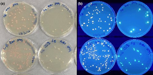 E Coli Plate Morphology