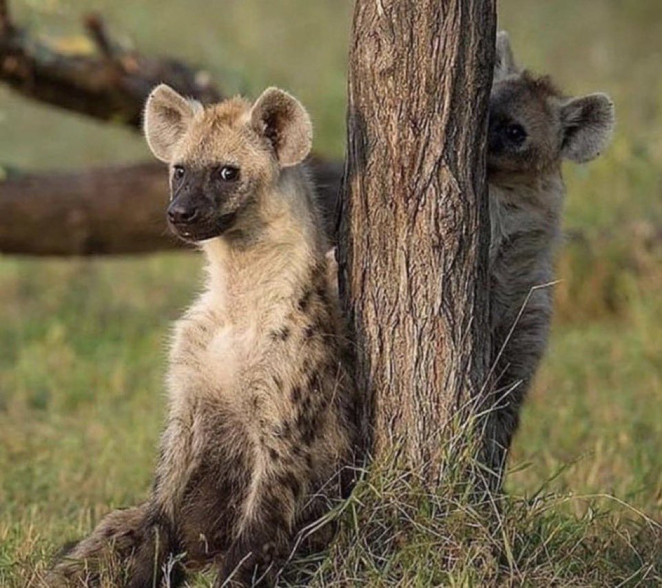 Wakuu nauzaa pitbull wamekua sasa wana mafunzoo yotee pia ni wacheshi ...