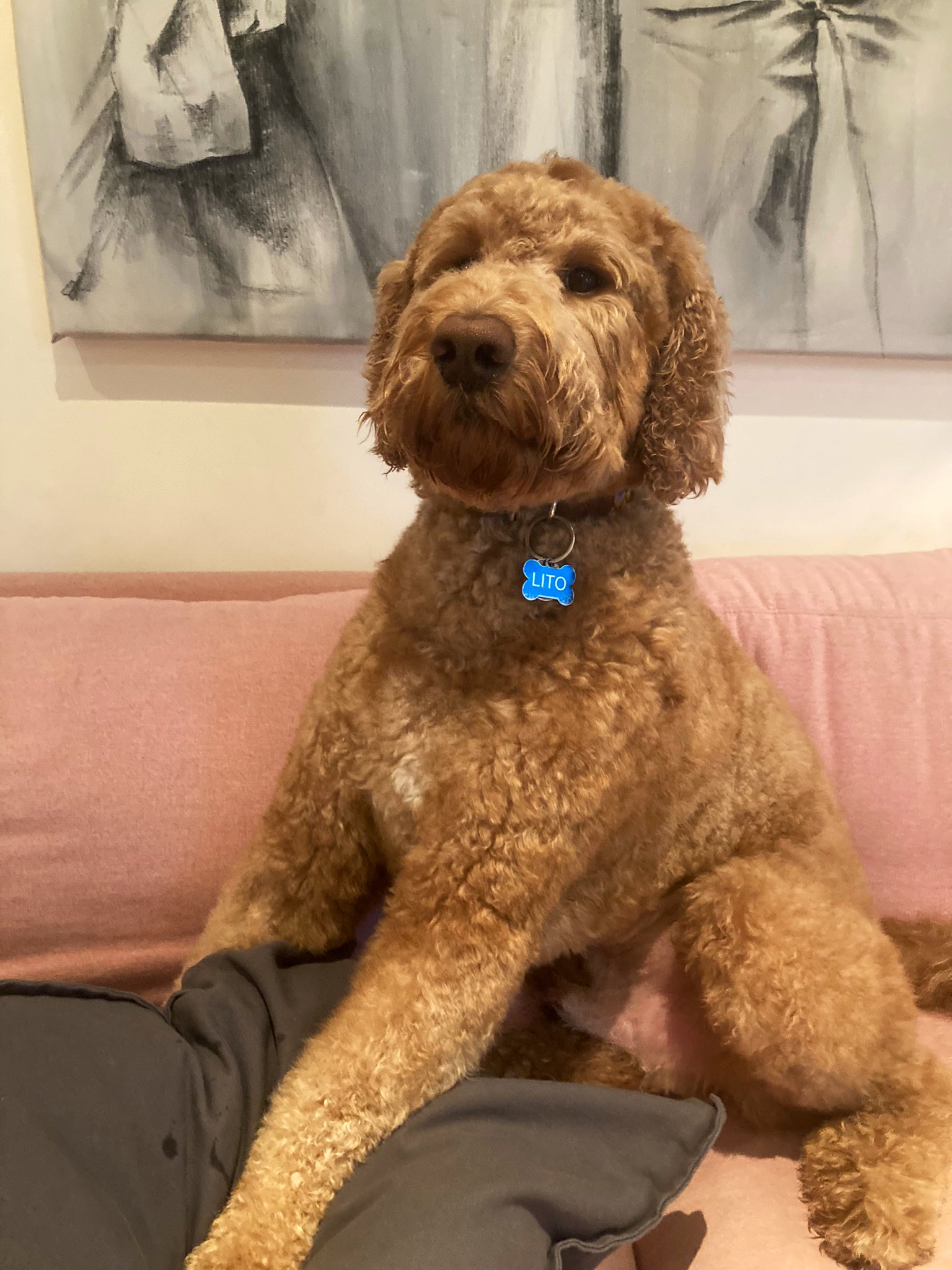 Goldendoodle Teddy Bear Cut