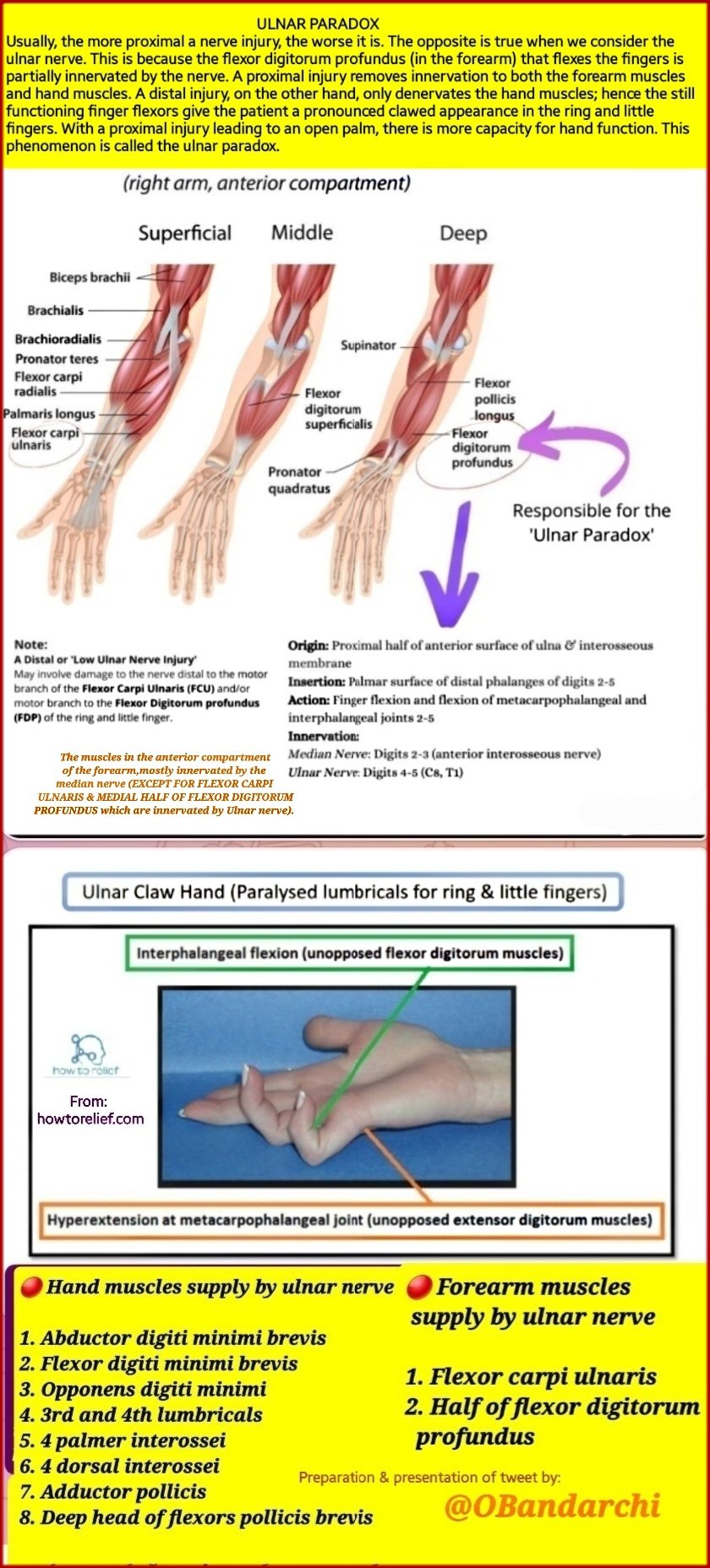 Ulnar Nerve Anatomy Ppt Cubital Tunnel Syndrome Of The Ulnar Nerve