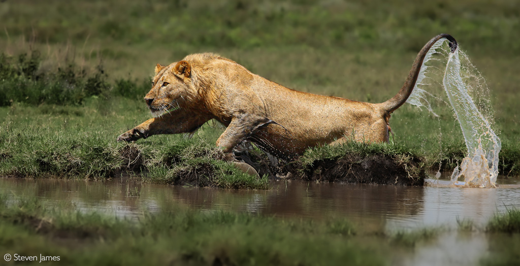 Male Lion Jumping