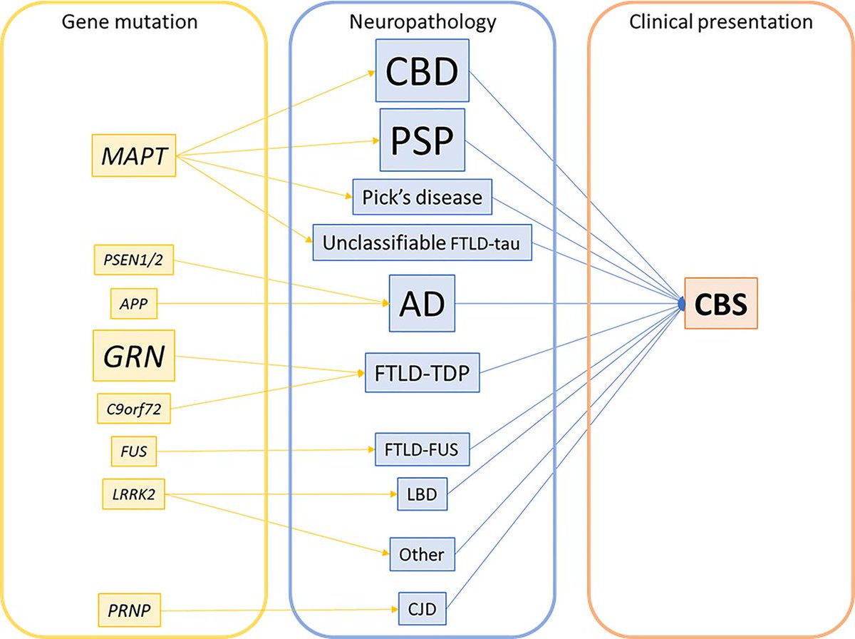 Corticobasal Syndrome (CBS): aliens among us 👽 Clinical symptoms and ...
