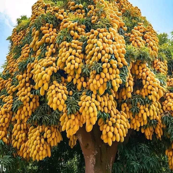 Mango Trees In Zimbabwe