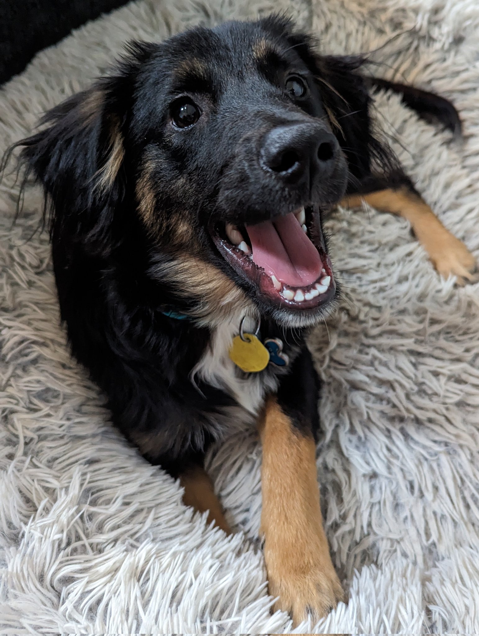 Cocker Spaniel German Shepherd Mix