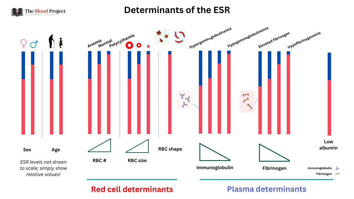 1/6 ERYTHROCYTE SEDIMENTATION RATE (ESR) I tweeted - seems like ages ...