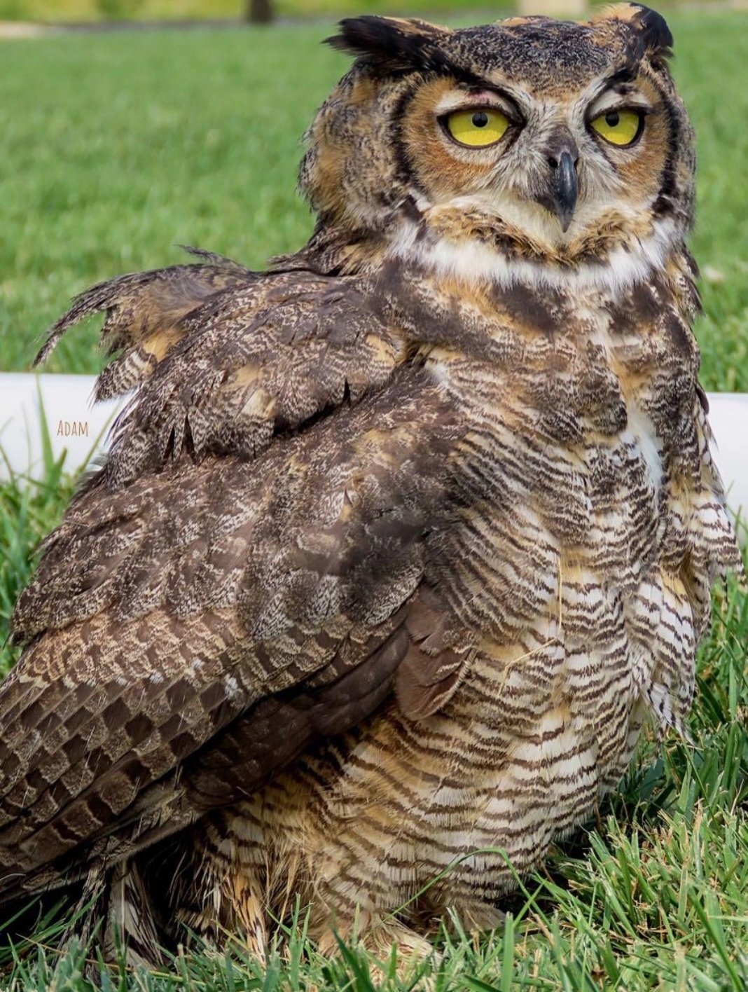 Large Owls In Indiana