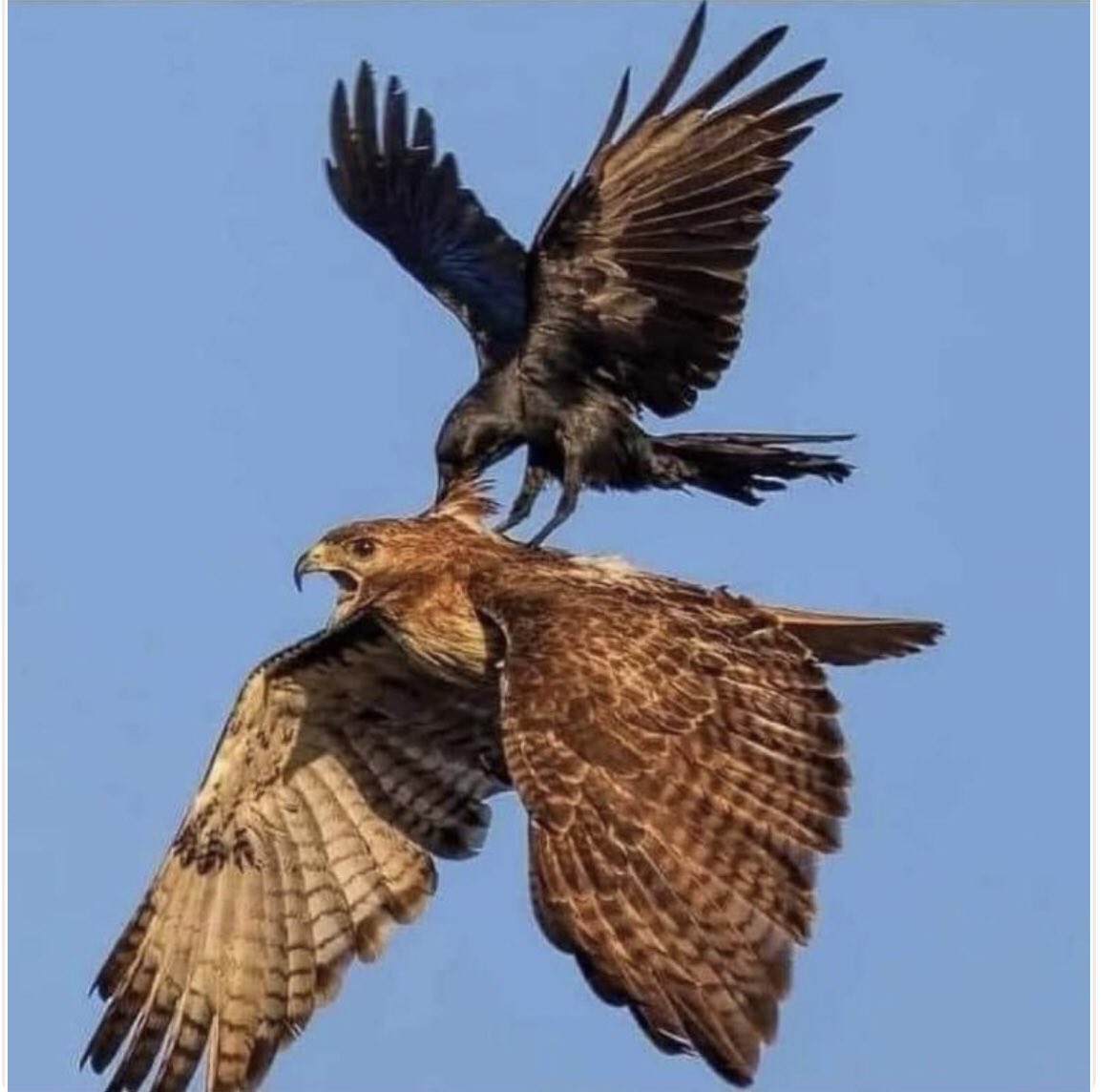 "The only bird that dares to attack an eagle is the raven. It sits on ...