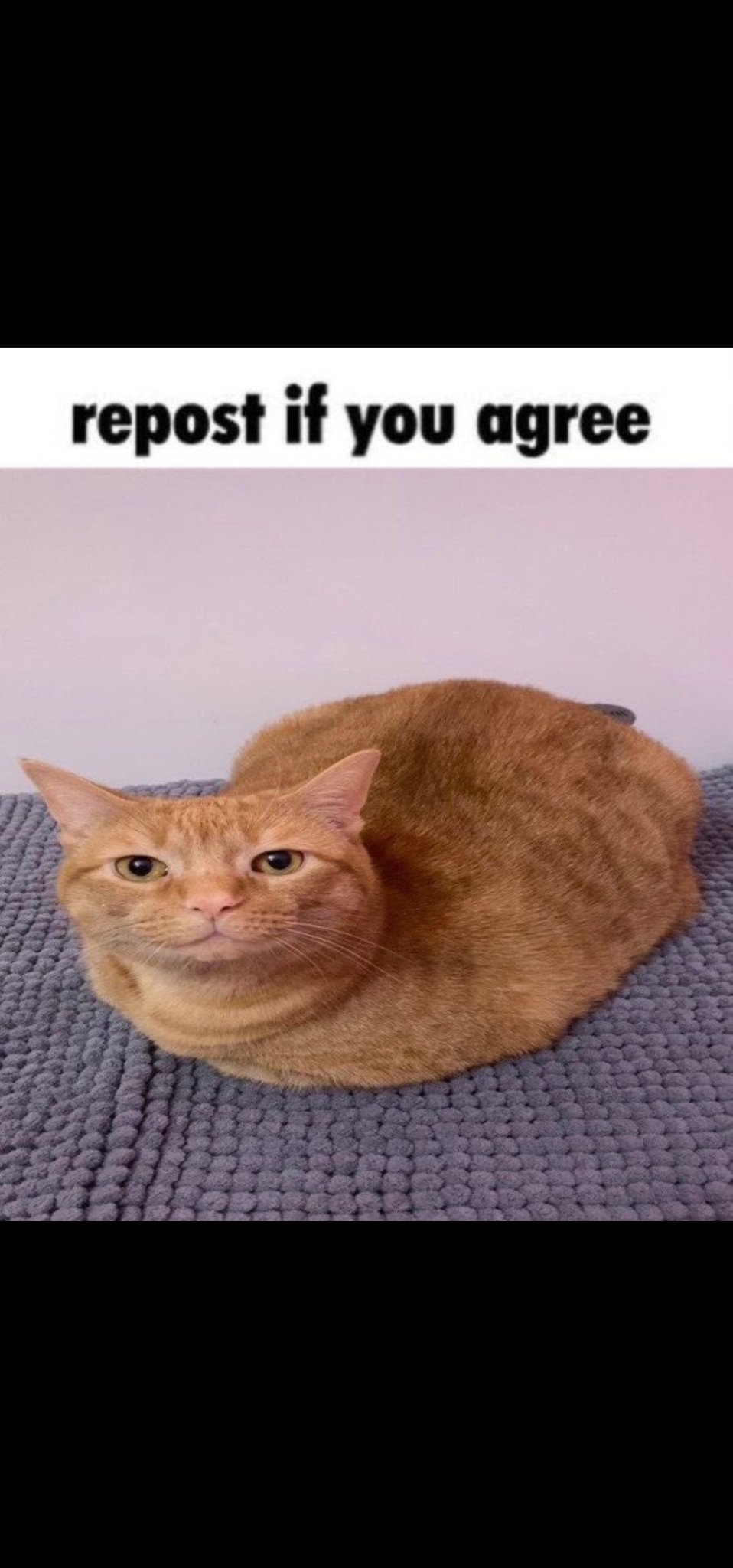 I Agree Cat Meme