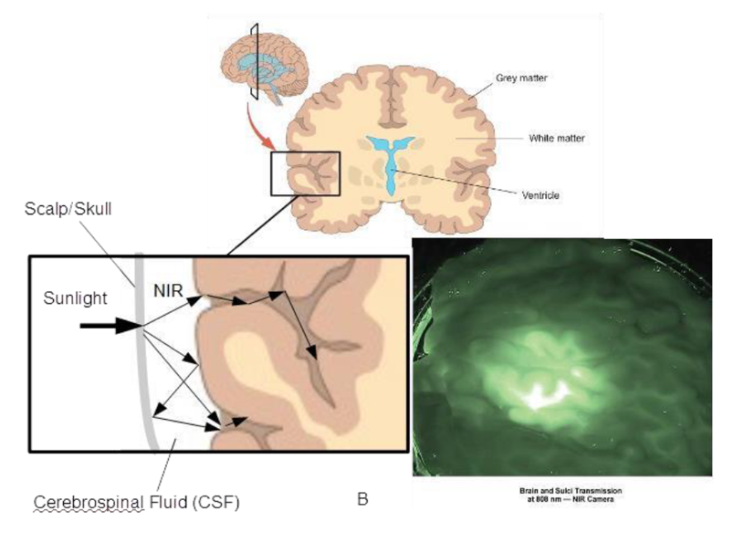 A Guide on Near-Infrared Light This 🧵covers the details of our natural ...