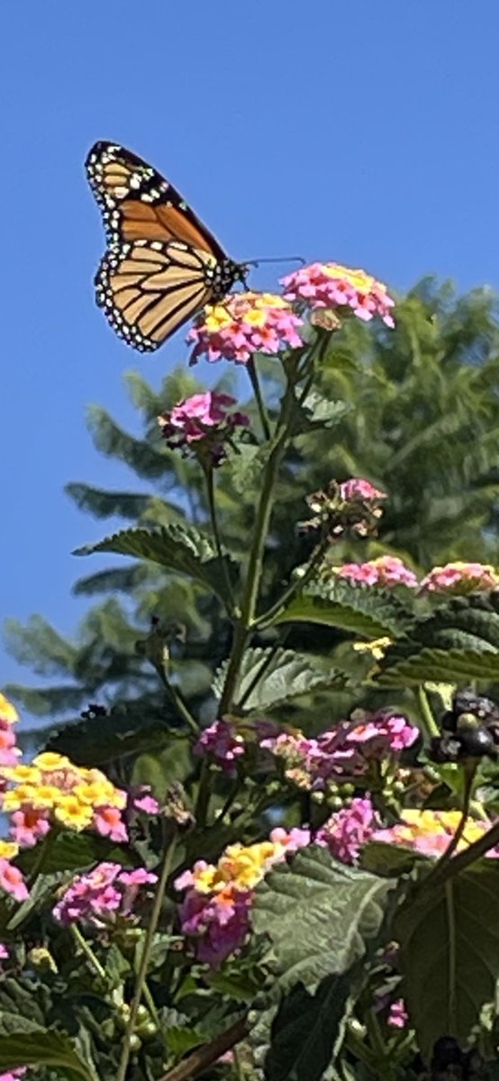 Phizzurp Before And After