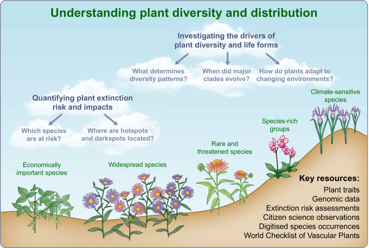 Plantexylem Og Floemdiagram Vaatweefsel Xyleem En Floëem | Premium
