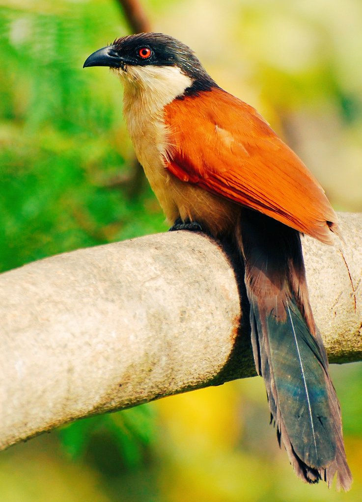 Dudumizi ni ndege anaye patikana porini. Katika ukanda wa Pwani, ndege ...