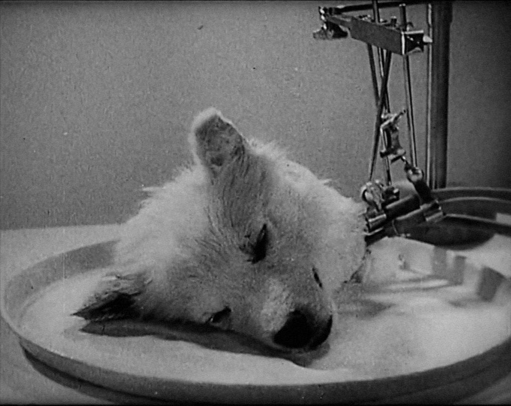 من أشنع التجارب المأساوية التي أرتكبت في القرن الماضي هي تجربة الرأس ...