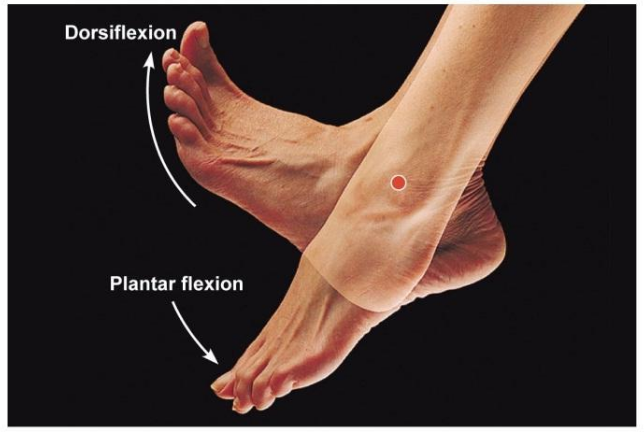 Detailed explanation for those who care: 1. High heels alter foot bio ...