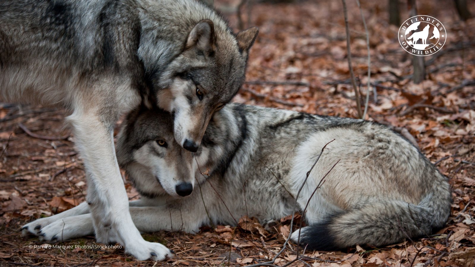 Wolf Protecting Mate