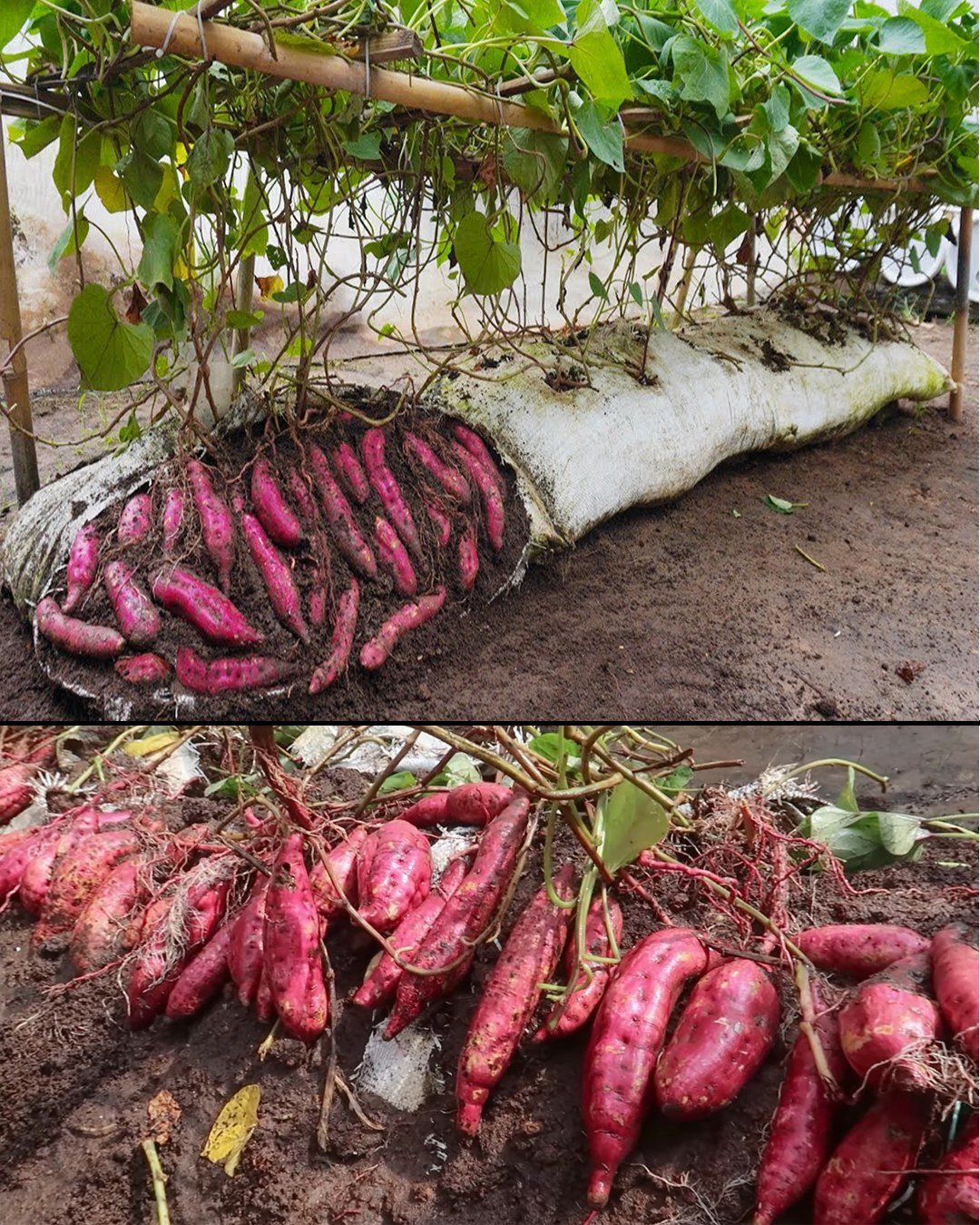 Sweet Potato Soil