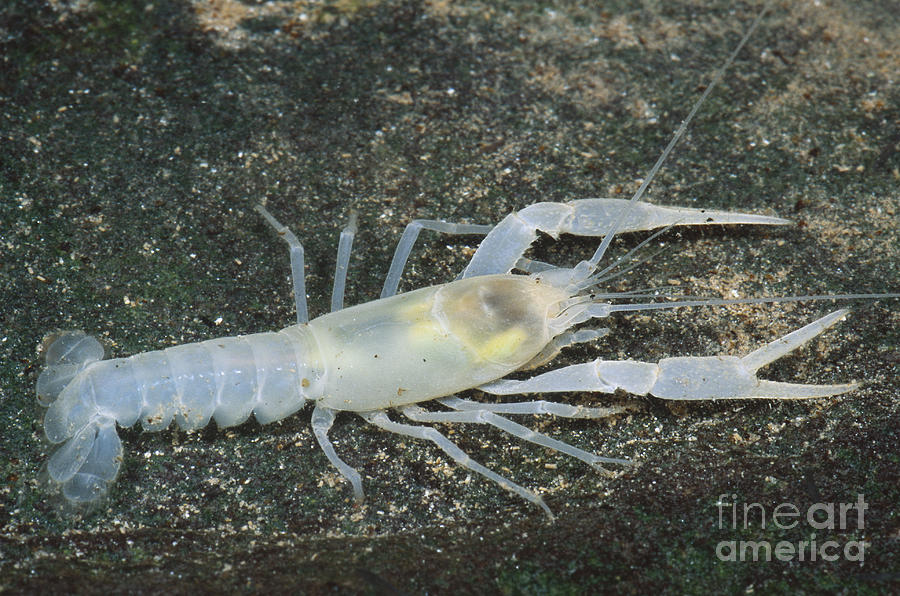 Blind Cave Crayfish