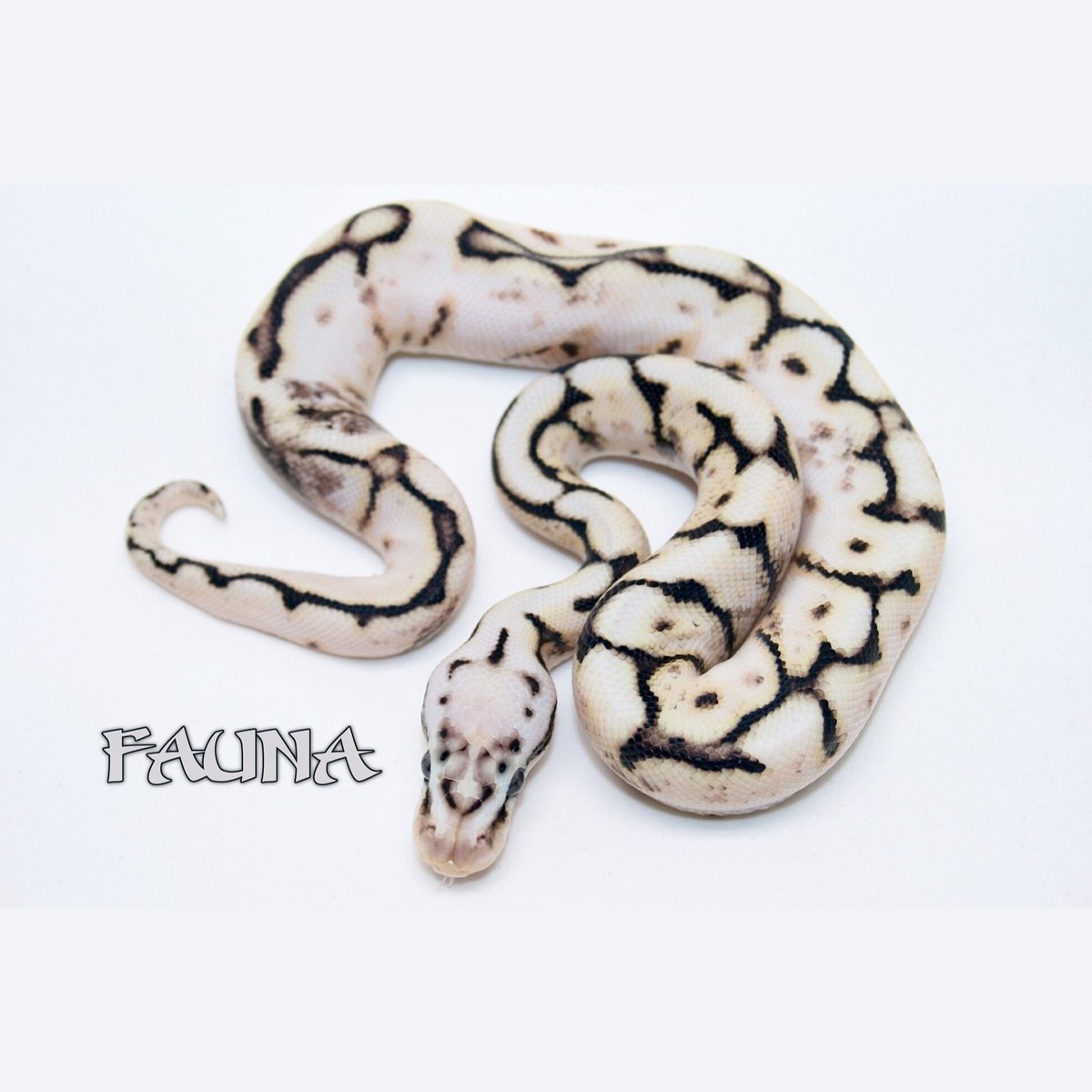 Bumble Bee Clown Ball Python