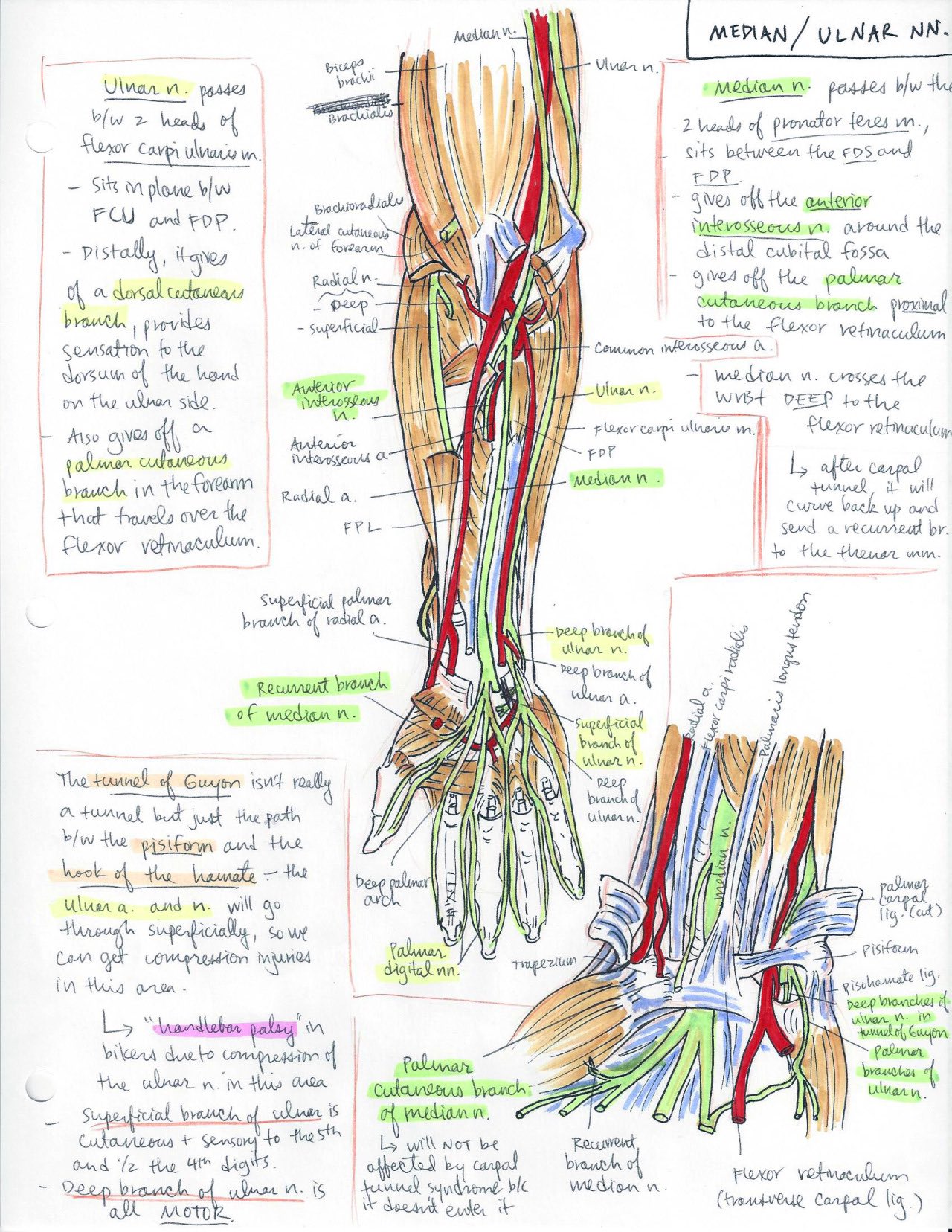 Anterior Interosseous Nerve Netter