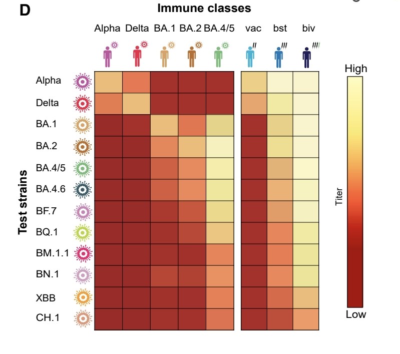 ABSOLUTELY KEY STUDY (don't miss it !) "Population immunity predicts ...