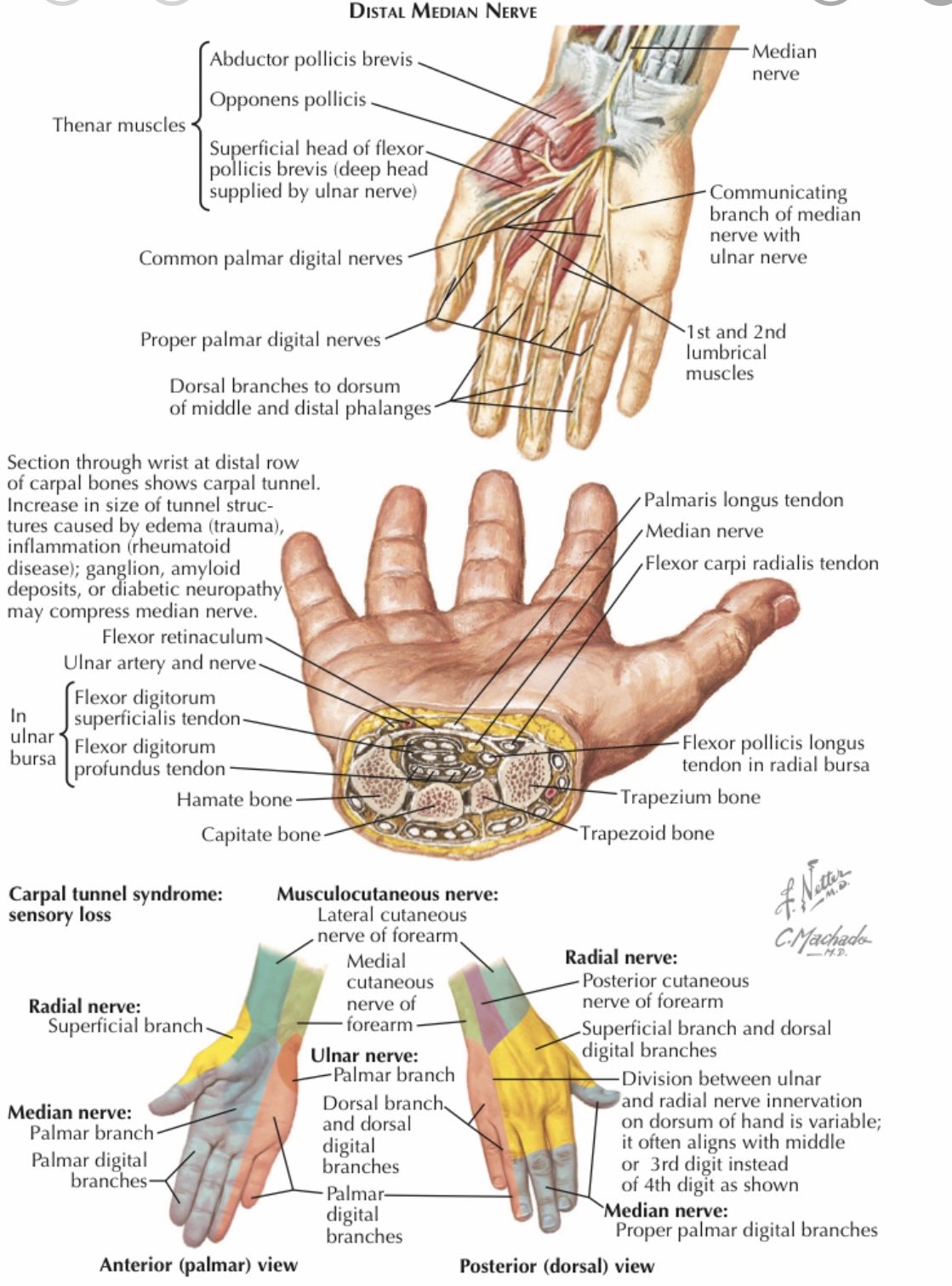 Median Nerve Netter