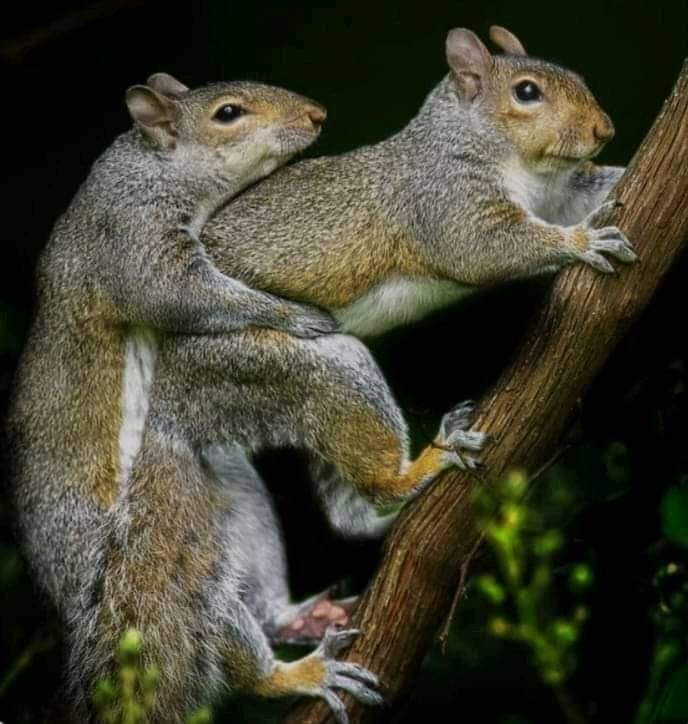 Cute Squirrels Love