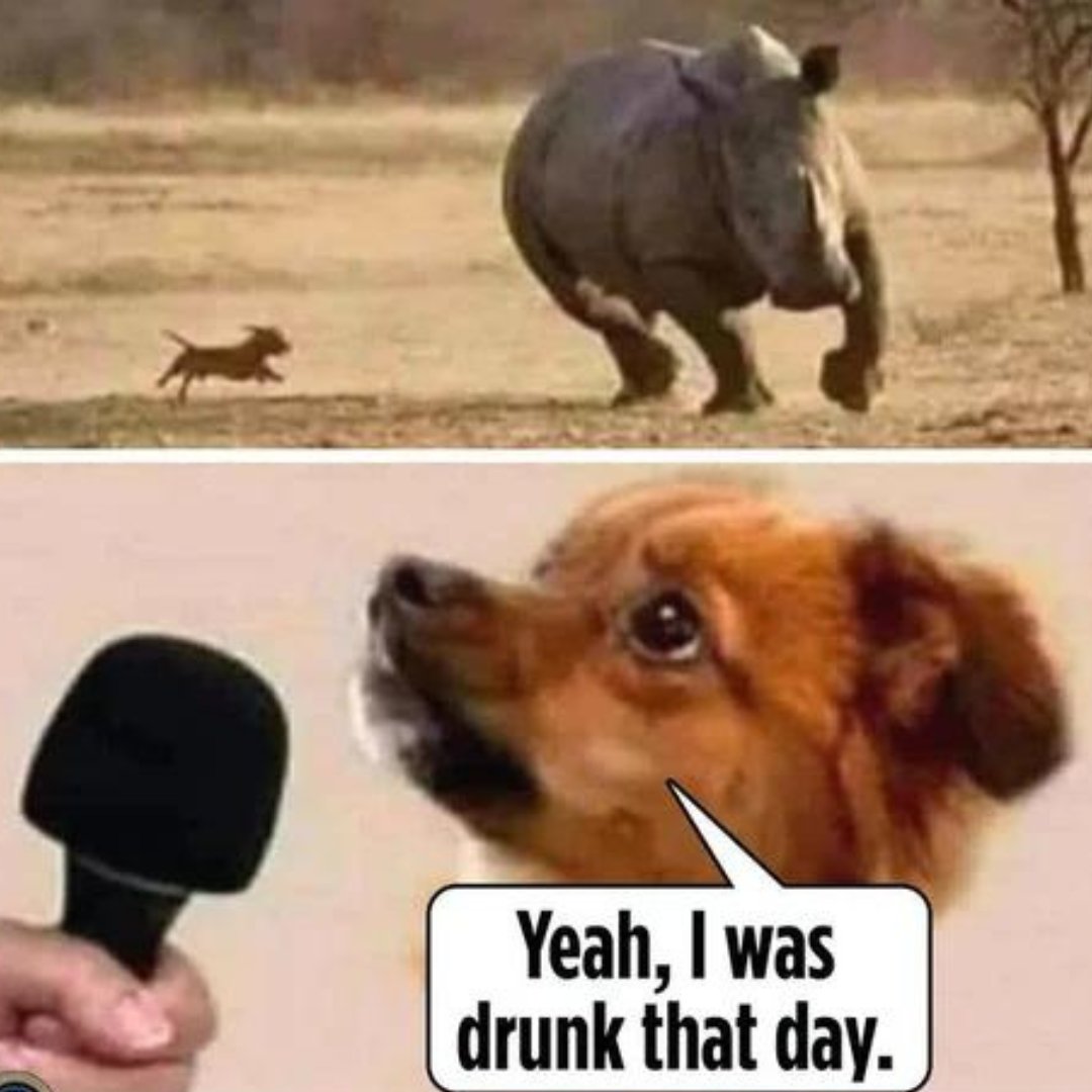 Dog Interview Memes
