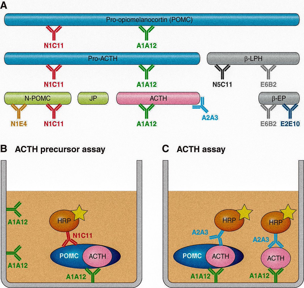 Understanding POMC The key to ending the obesity, diabetes, heart ...