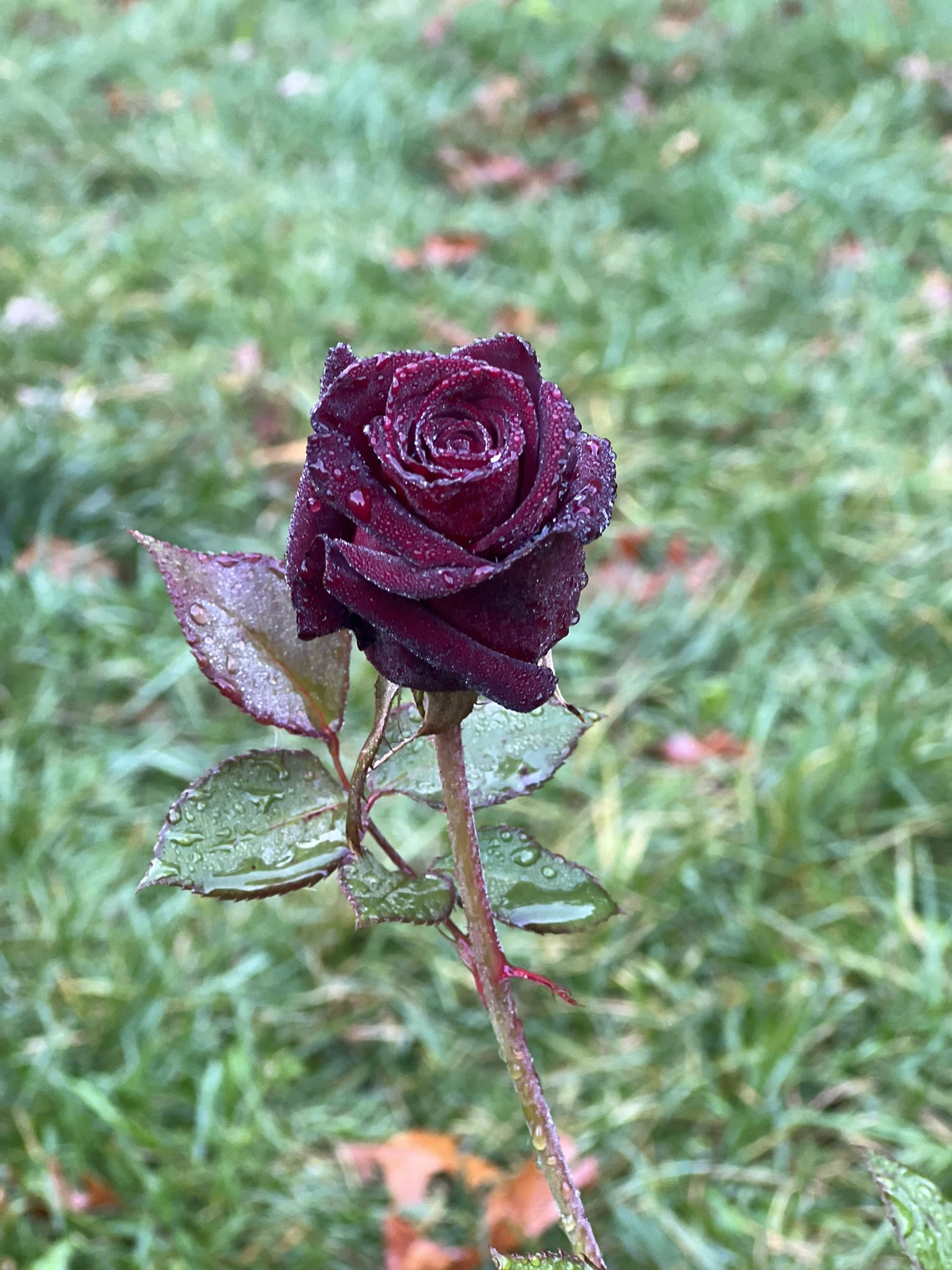 Black Blood Rose